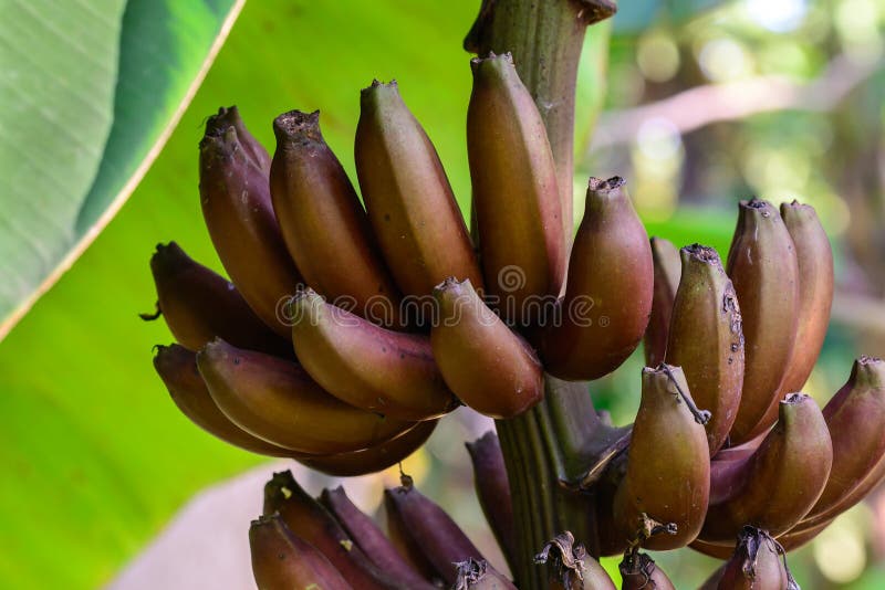 Red Banana, Musa Nak Musaceae, AAA Group Stock Image - Image of ...