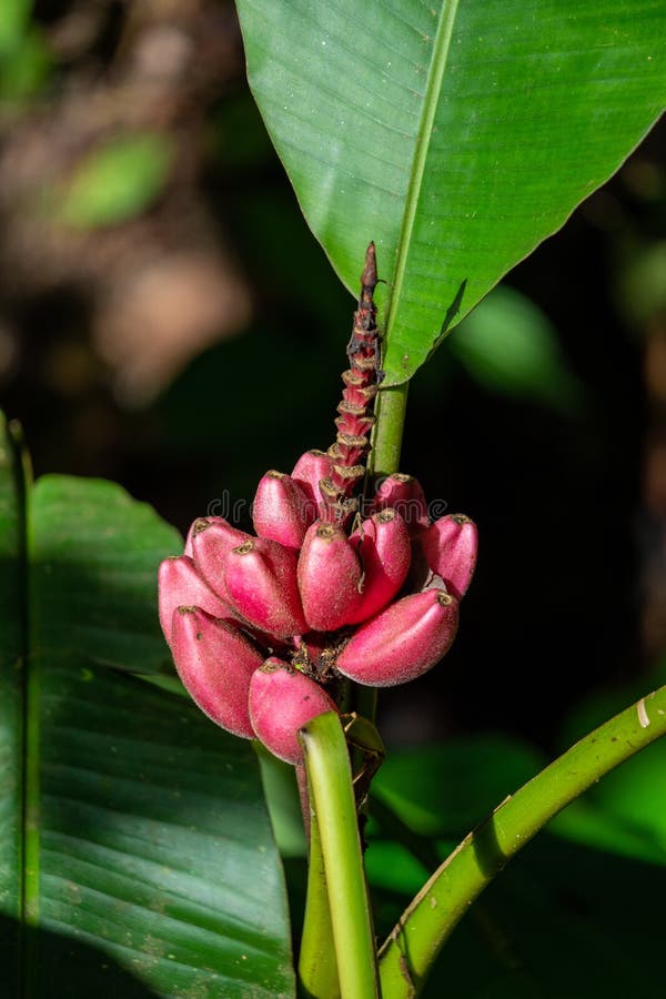 Red Banana Tree in the Amazon Rainforest in Ecuador Stock Photo - Image ...