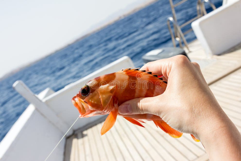 A Red banded grouper stock photo. Image of fished, grouper - 62296372