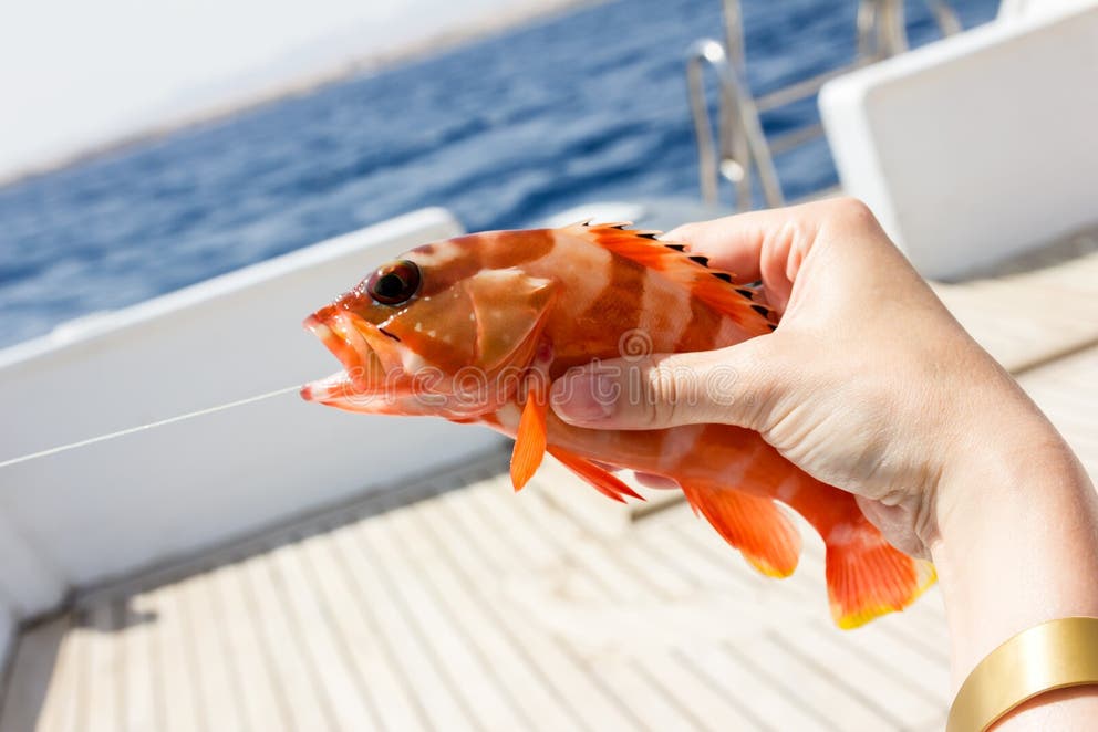 A Red banded grouper stock photo. Image of golden, reef - 62296382