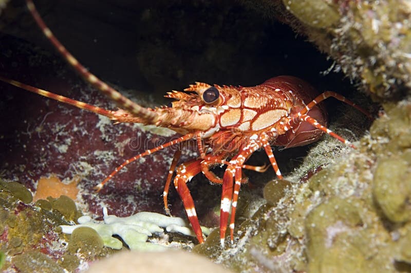 Red Lobster Free Stock Photos & Pictures, Red Lobster Royalty-Free and ...