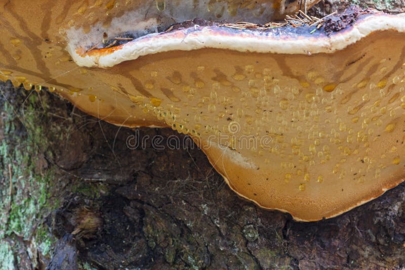 Red Banded Polypore Tree Mushroom Stock Photo - Image of plant ...