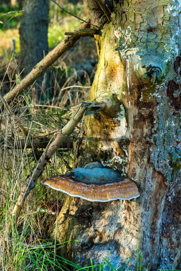 Red Banded Polypore, Fomitopsis Pinicola Stock Photo - Image of conifer ...