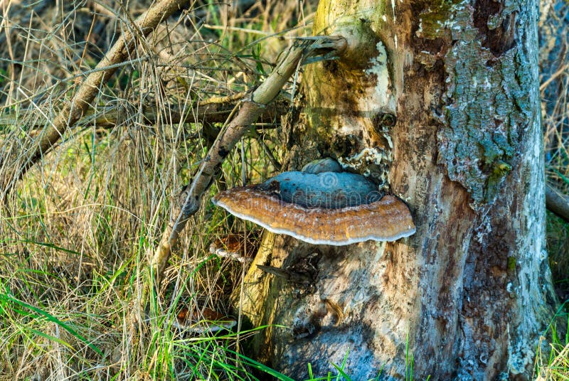 Red Banded Polypore, Fomitopsis Pinicola Stock Photo - Image of biome ...