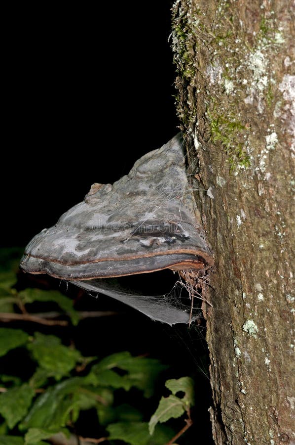 Red Banded Polypore Tree Mushroom Stock Photo - Image of plant ...