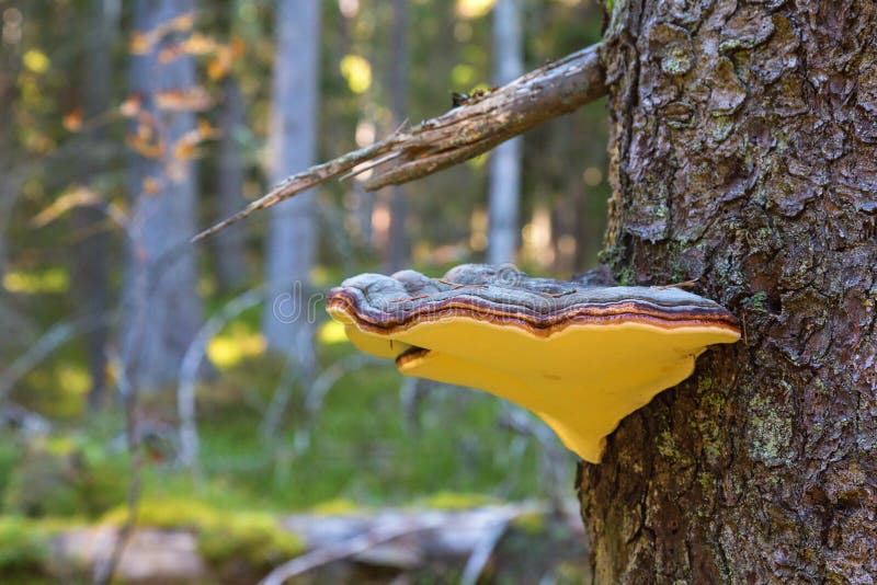 Red banded polypore stock image. Image of mushroom, beauty - 58169841