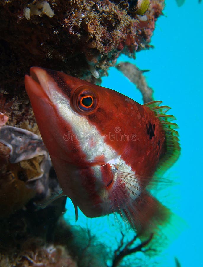 Red Banded Wrasse (Pseudolabrus Biserialis) Stock Photo - Image of ...
