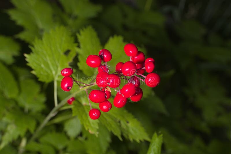 Red baneberry stock photo. Image of rubra, poisonous - 121986792