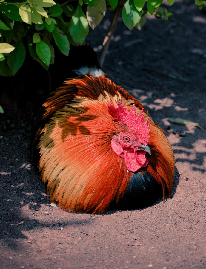 Red bantam stock image. Image of imitation, good, bantam - 68249447