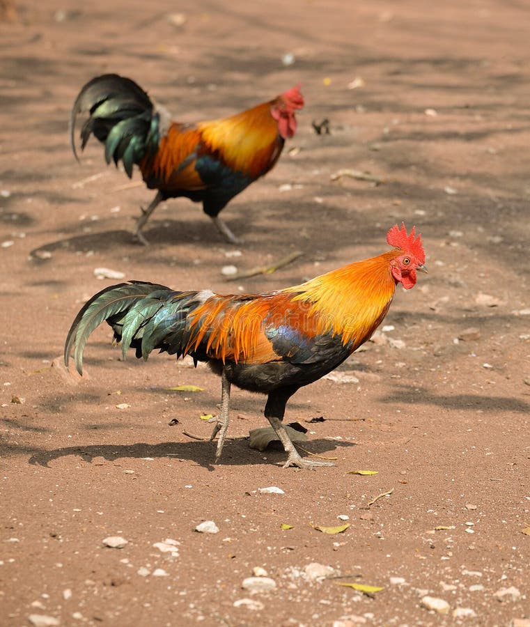 Red bantam stock photo. Image of chicken, imitation, food - 68249644