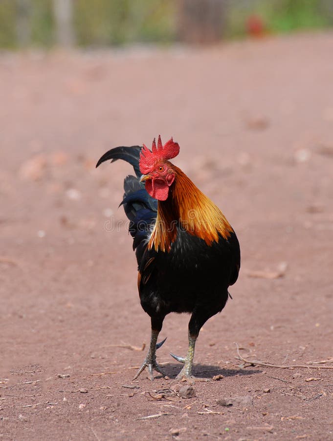 Red bantam stock photo. Image of city, grass, animal - 68607690