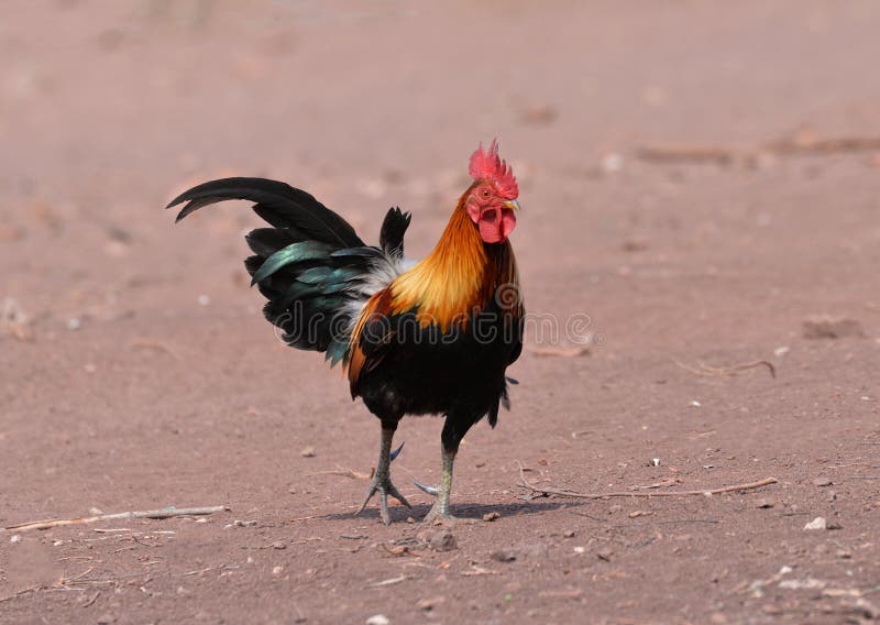 Red bantam stock photo. Image of natural, city, rock - 68607786