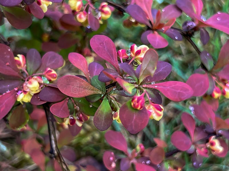 Red Barberry (Berberis) Branch with Flower in Spring, Close-up Stock ...