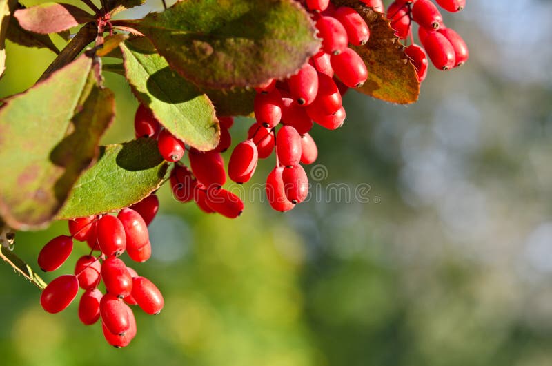 Red barberry berries stock image. Image of ripe, branch - 71703193