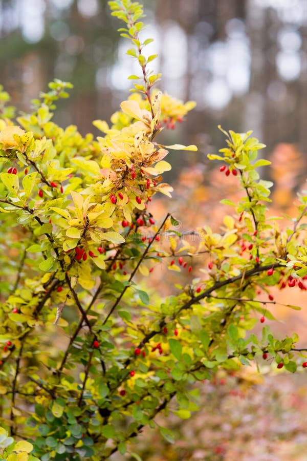 Red barberry berries stock photo. Image of medicinal - 61498120