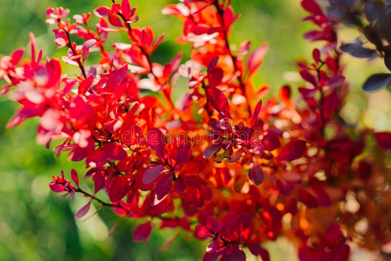Red Barberry Leaves in Autumn Stock Image - Image of berberis, bush ...