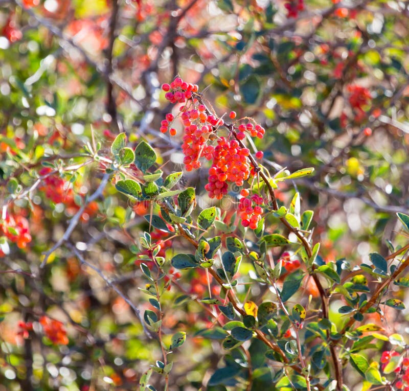 Red barberry on the nature stock image. Image of tree - 111776357