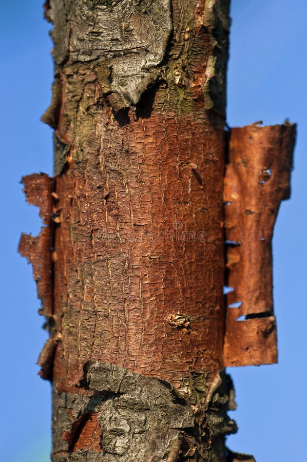 Red bark stock image. Image of close, sunshine, natural - 20535275