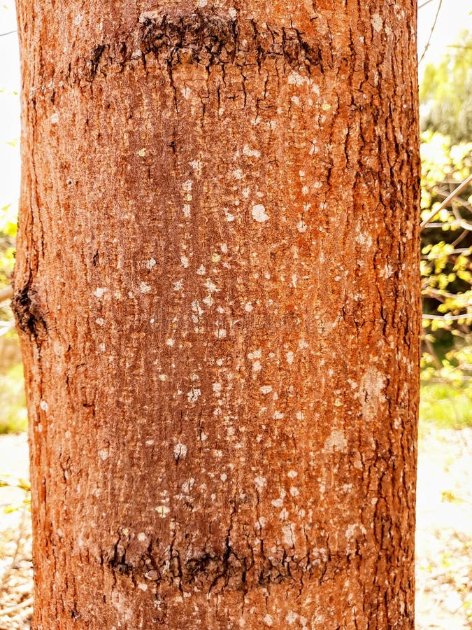 3,394 Red Oak Bark Photos - Free & Royalty-Free Stock Photos from ...