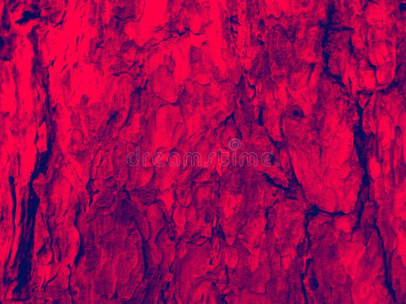 The red bark of the tree. stock photo. Image of forest - 101349842