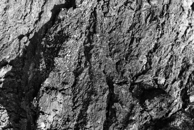 Red Bark Tree Texture Background Stock Image - Image of natural ...