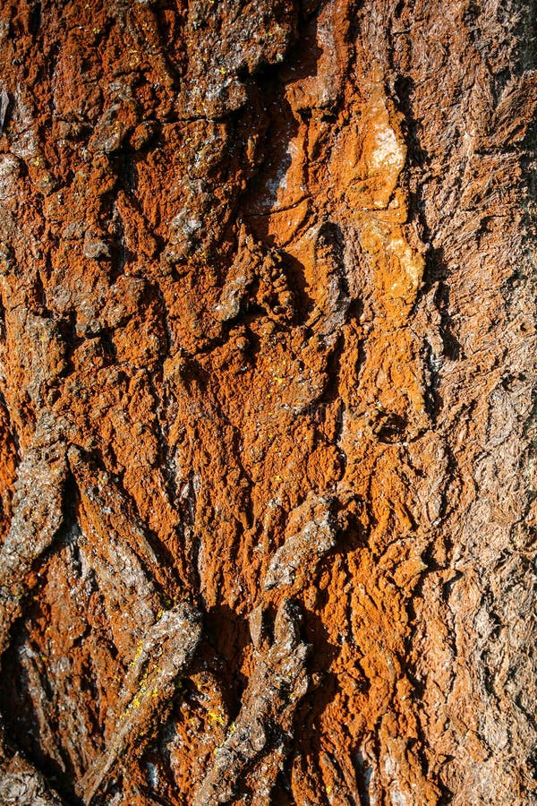 Red Bark Tree Texture Background Stock Image - Image of timber ...