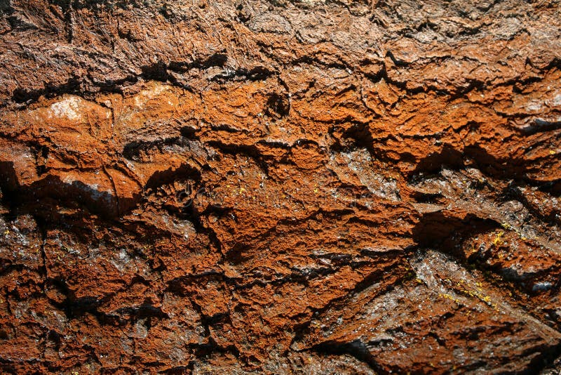 Red Bark Tree Texture Background Stock Image - Image of background ...