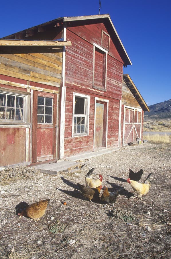 18+ Barn red rooster Free Stock Photos - StockFreeImages