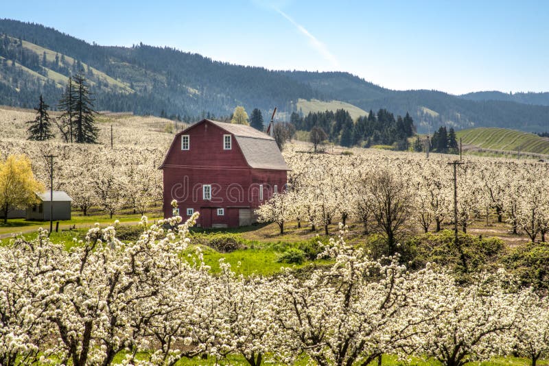 Red Barn, Apple Trees, Michigan Stock Image - Image of building, farm ...