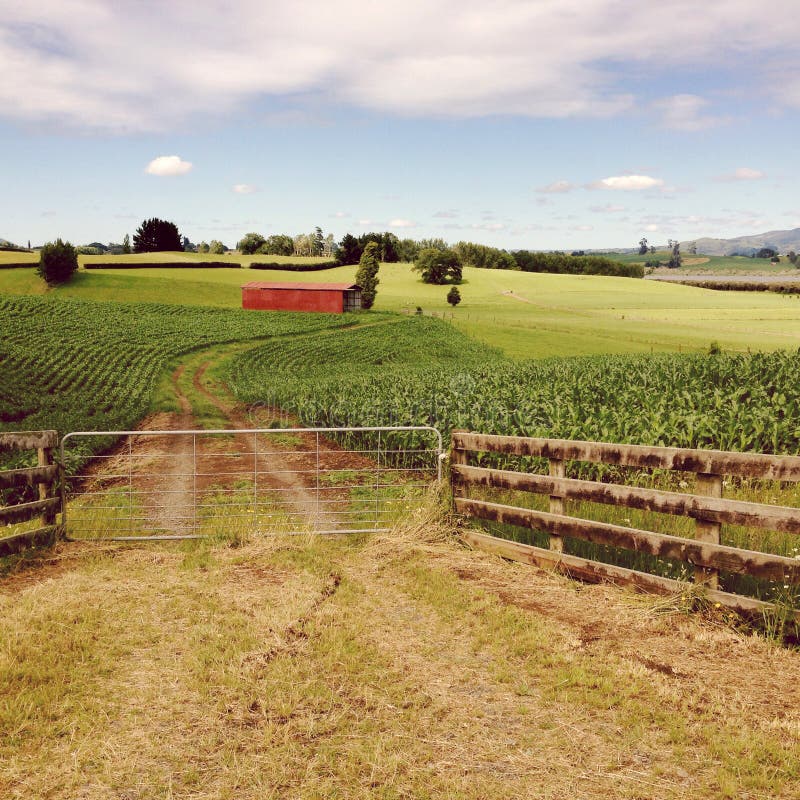 Red barn stock photo. Image of country, corn, daytime - 48569908