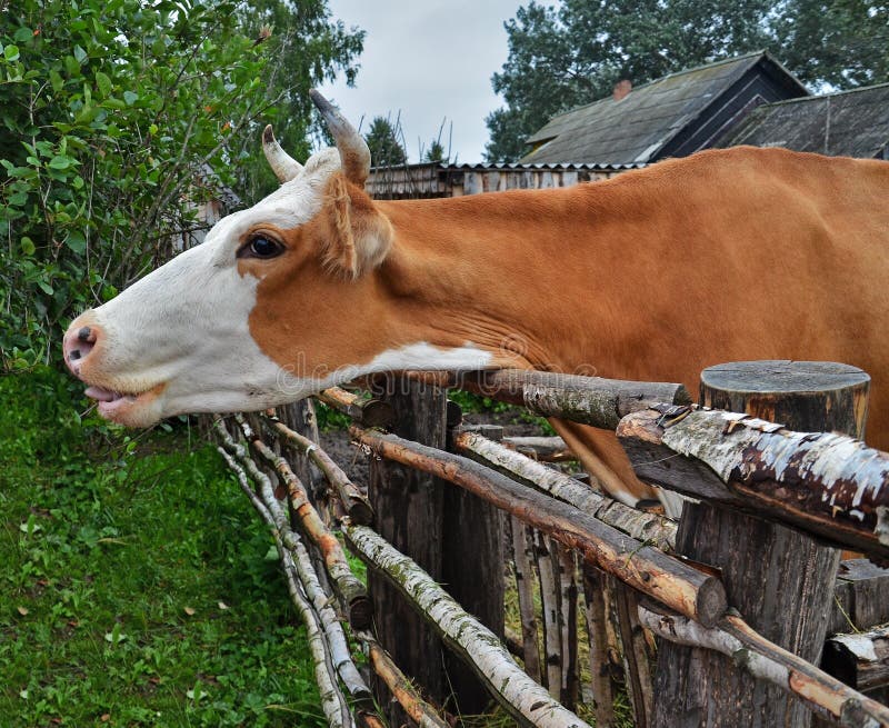 Red barn cow in the barn. stock photo. Image of cute - 35210906