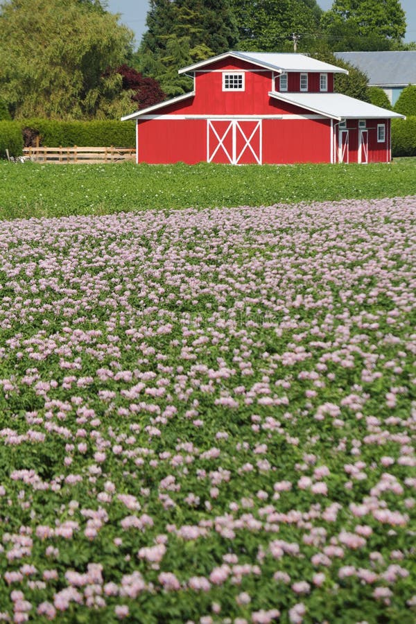 Red Barn, Potato Field stock photo. Image of vertical - 26143386