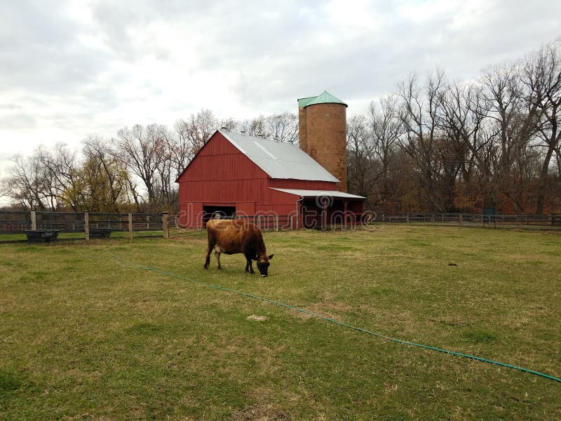 Red Barn with Silo and Cow Grazing on Grass on Farm Stock Image - Image ...