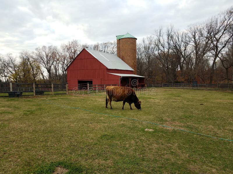 Red Barn with Silo and Cow Grazing on Grass on Farm Stock Photo - Image ...