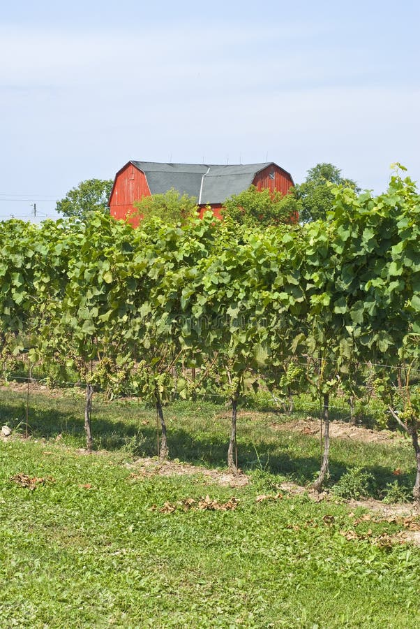 Red Barn in a Vineyard stock image. Image of farm, alcohol - 10631197