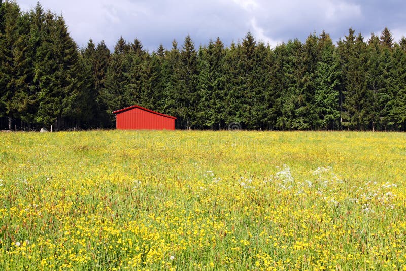 Sunflower Field & Barn stock image. Image of colors - 21121407