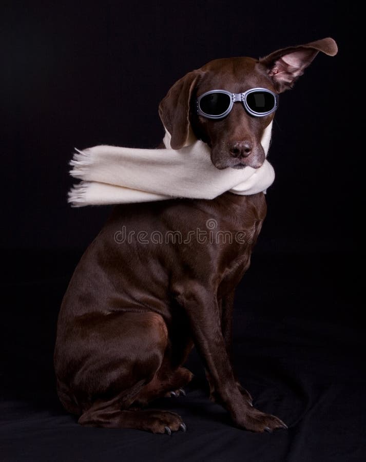 The Red Baron stock photo. Image of scarf, animal, cute - 3651840