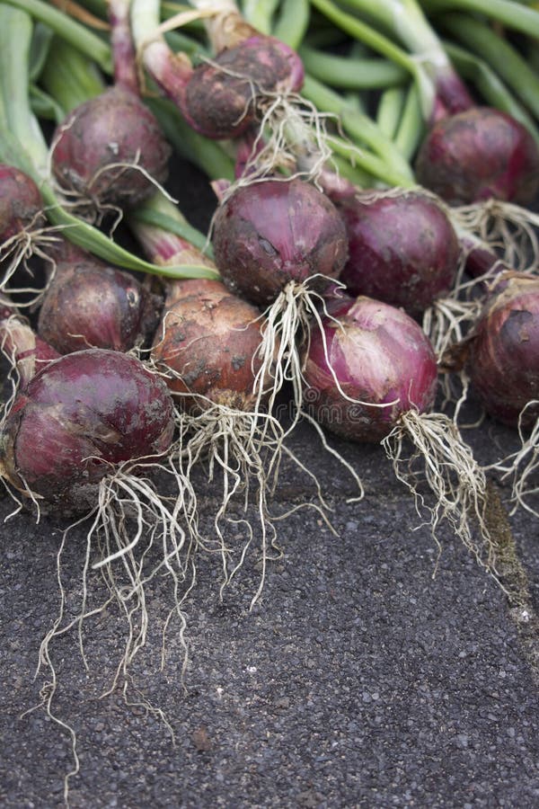 Red Baron Onions stock image. Image of bulb, fragrant - 15047127