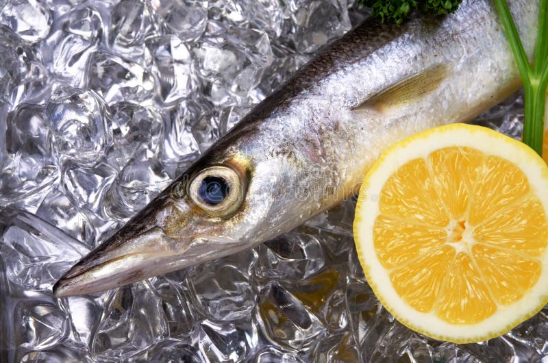 Red barracuda stock image. Image of macro, dinner, restaurant - 24129541