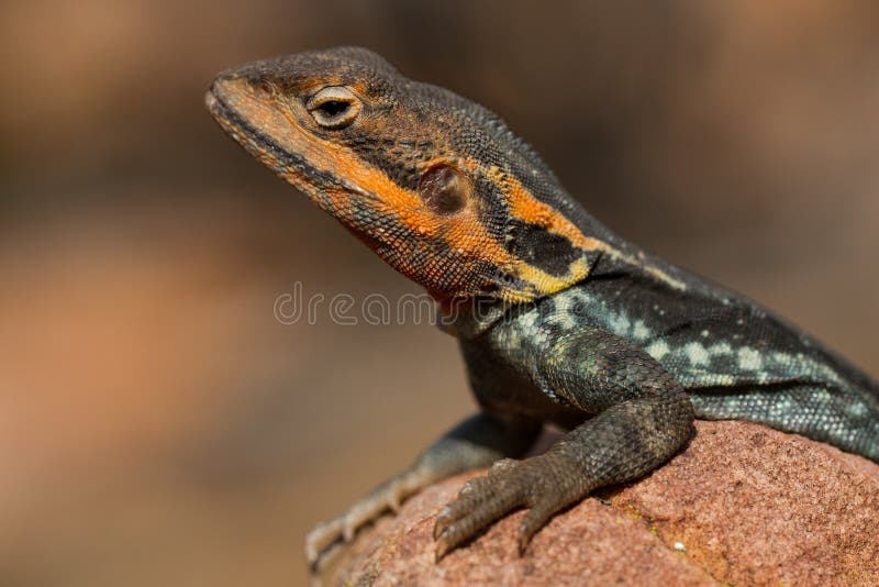 Red-Barred Dragon stock image. Image of barred, shadow - 1628937