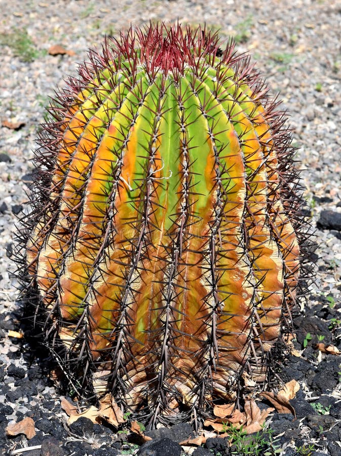 Red barrel cactus stock image. Image of sharp, cacti - 83544743