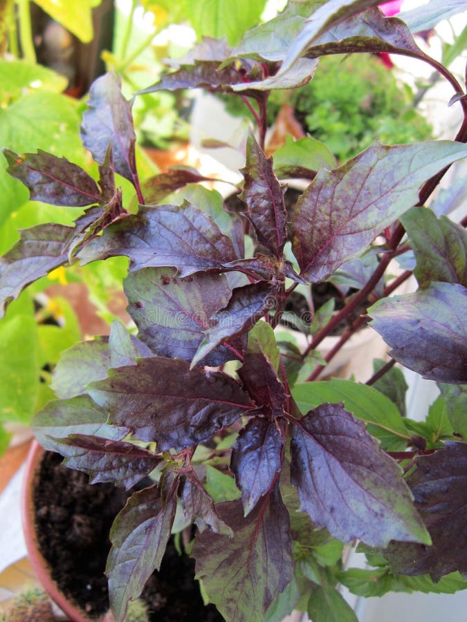 Red Basil Grows in Flower Pot. Balcony Greening with Fresh Herbs Stock ...