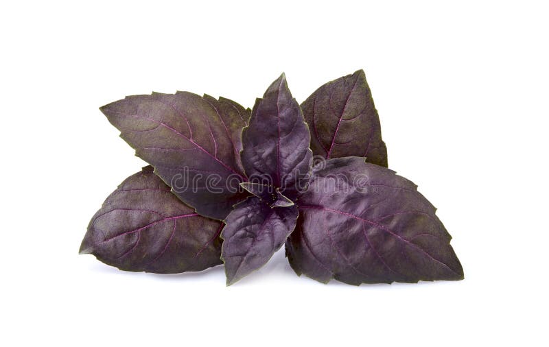 Red Basil Leaf in Closeup on White Background Stock Image - Image of ...