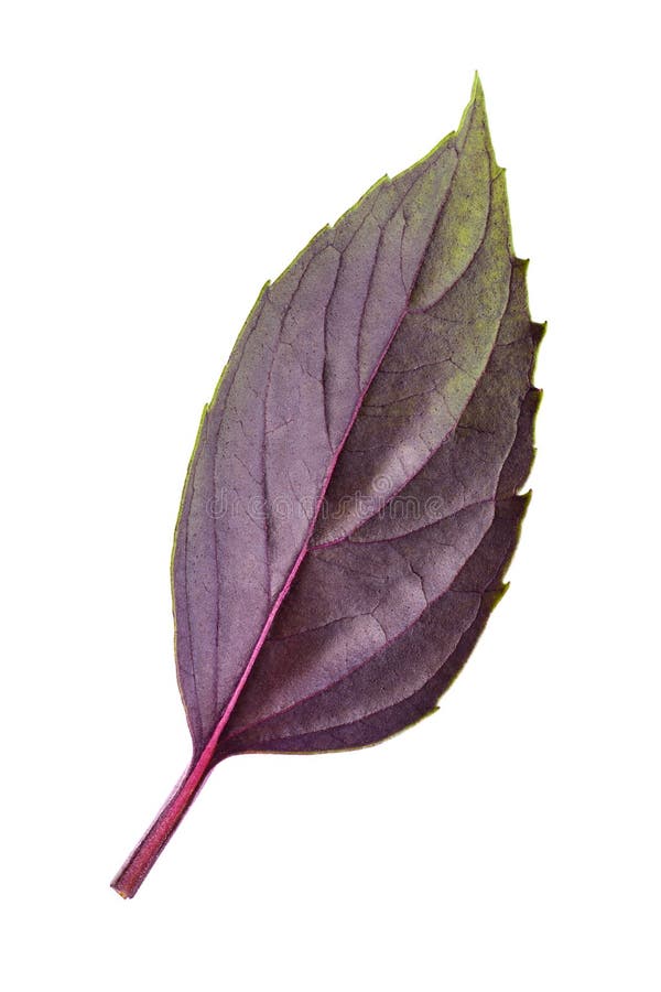 Red Basil Leaf Isolated on White Stock Photo - Image of single, violet ...