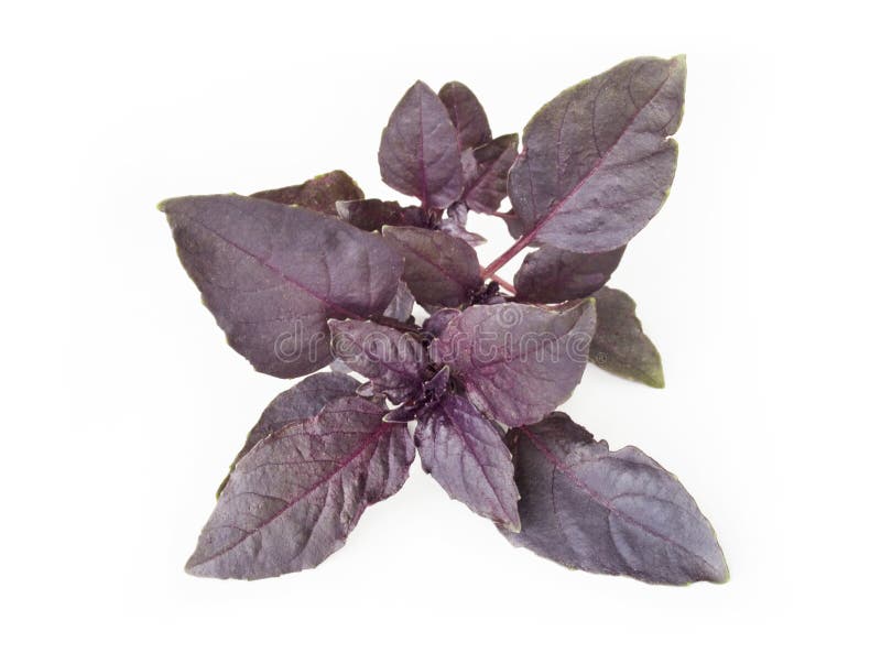 295,234 Red Basil Stock Photos - Free & Royalty-Free Stock Photos from ...