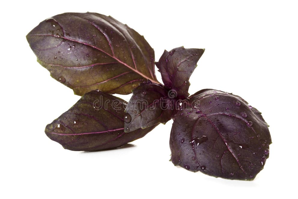 Red basil leaves isolated stock photo. Image of leaf - 39427614