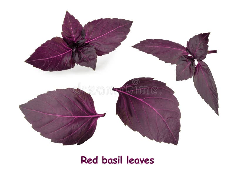 Red Basil Leaves Isolated on White Background Stock Photo - Image of ...