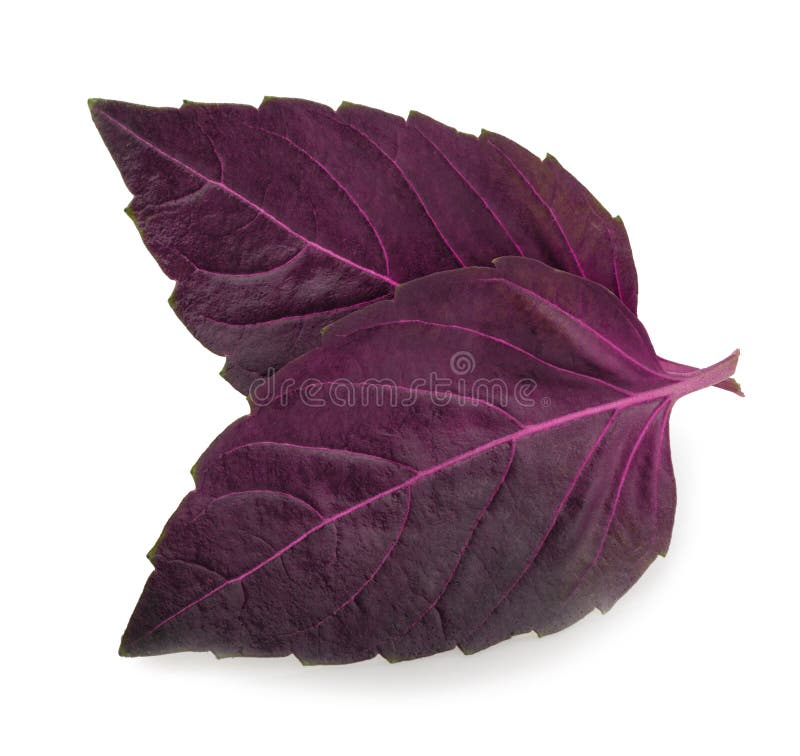 Red basil leaves stock image. Image of fresh, bundle - 110775359