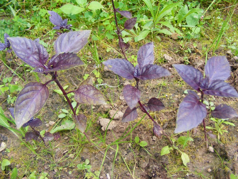 Red Basil on Organic Bed Close Up Stock Photo - Image of herbal, close ...