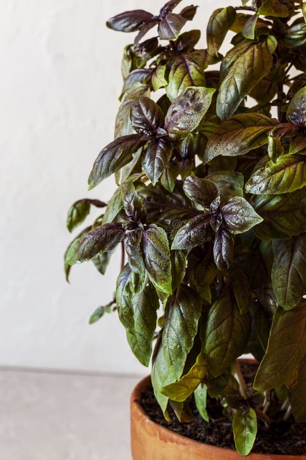 Red Basil Plant in a Kitchen Garden Stock Photo - Image of recipe ...